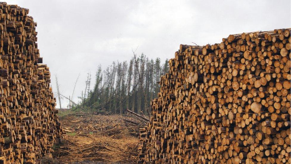 South American timber used for Borders Railway bridges - BBC News