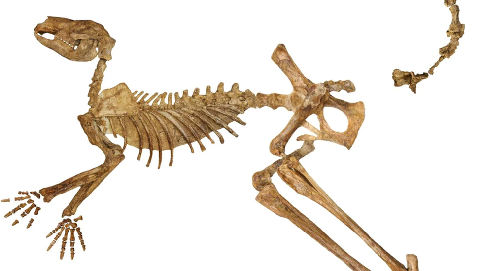 Kangaroos: Scientists name three new ancient species of kangaroo - BBC ...