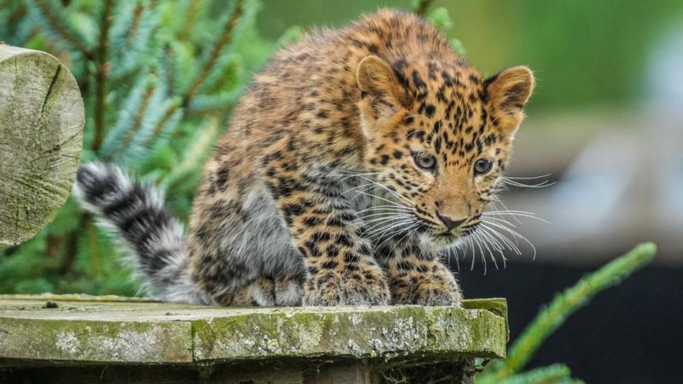 Yorkshire Wildlife Park rescues three lions from war-torn Ukraine - BBC ...