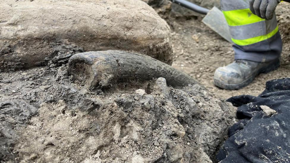 Neanderthal tools, mammoths and new species at Cotswolds dig - BBC News