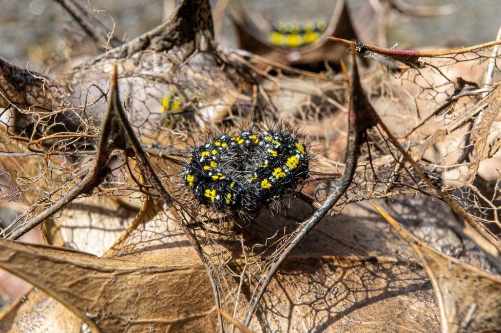 Your pictures on the theme of 'garden creatures' - BBC News