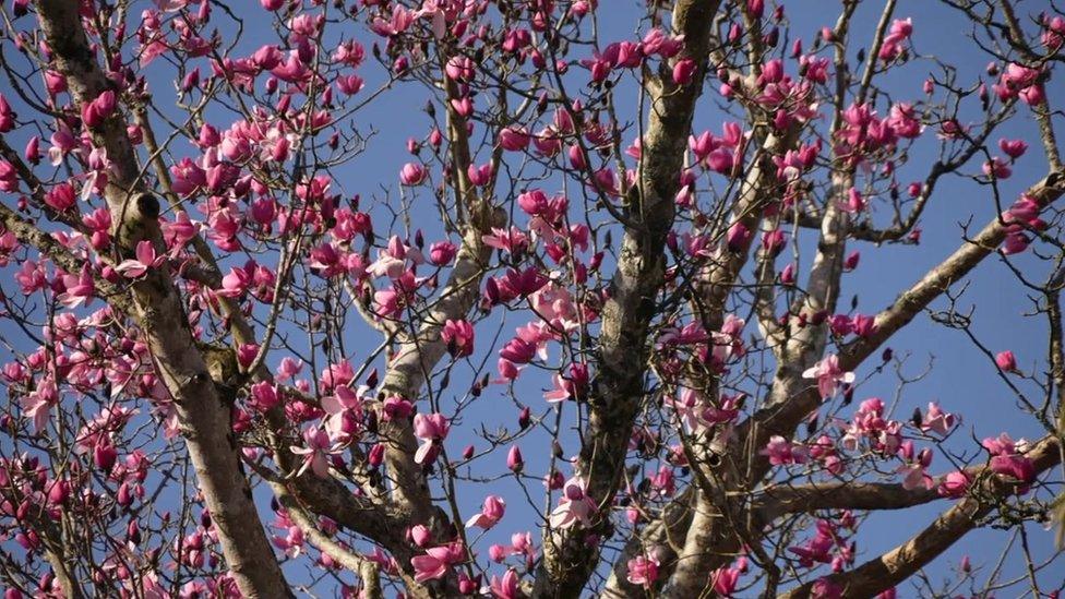 Cookworthy Knapp trees lit up pink to mark coming of spring - BBC News