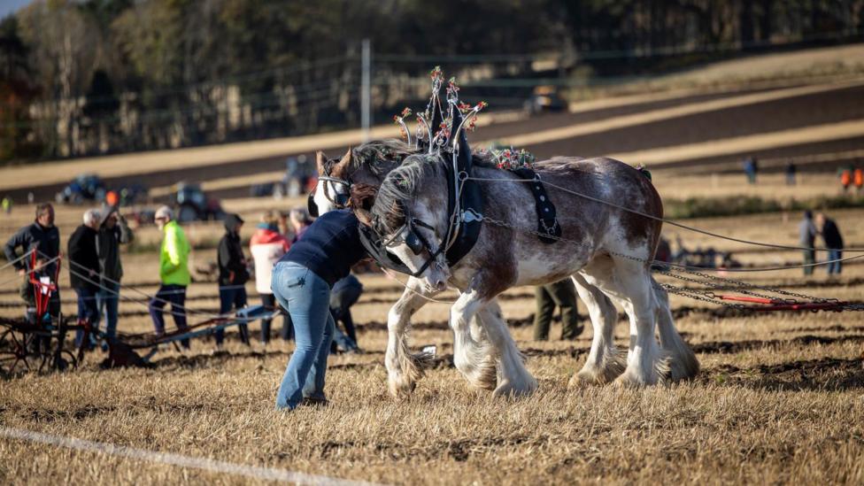 In pictures: 60th Scottish Ploughing Championships at Invergordon - BBC ...