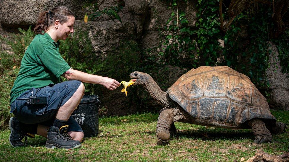Bristol Zoo is closing, with animals moving to new site - BBC Newsround