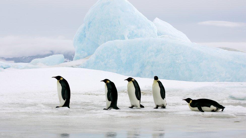 Climate change: Emperor penguins listed as endangered by US government ...