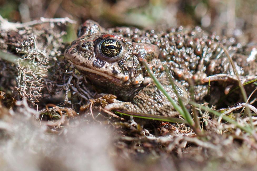 Natterjack toad makes 'wonderful' comeback at national park - BBC News