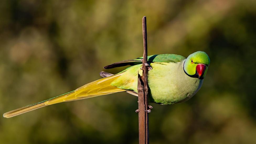 Parakeets spotted in Cambridgeshire orchard for first time - BBC News