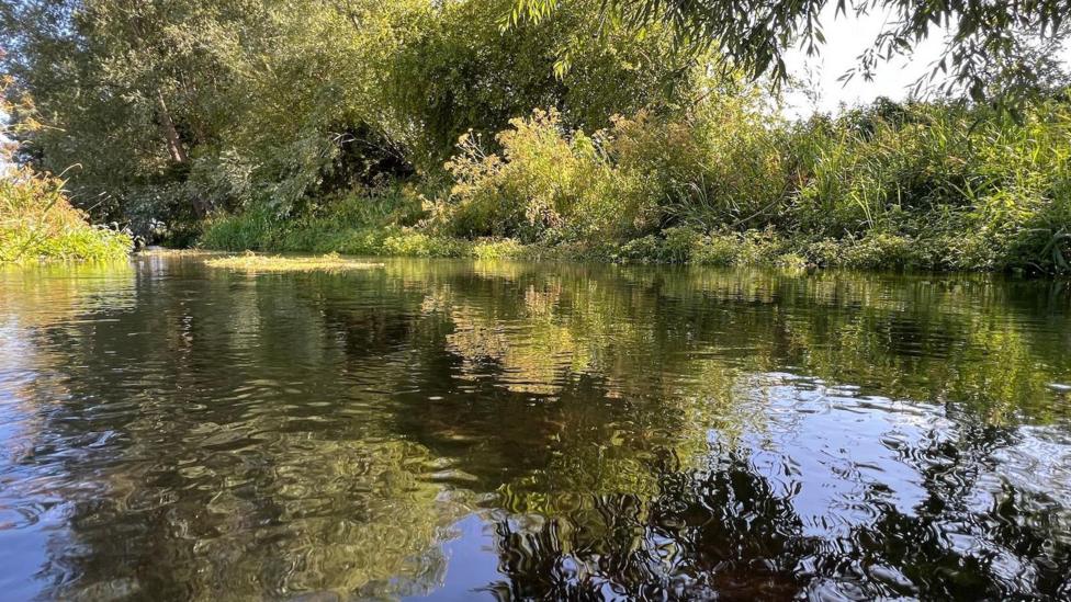 Warming chalk streams a 'perfect environmental storm' - BBC News