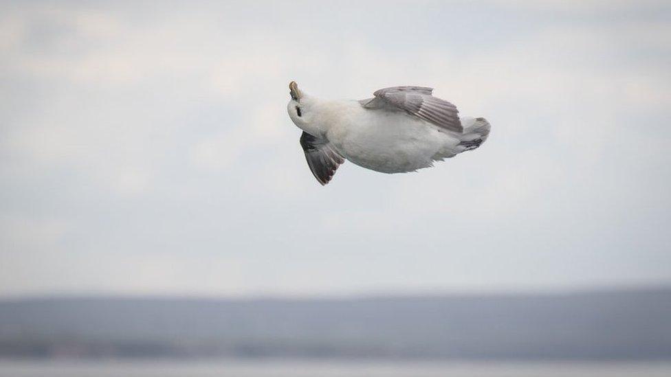 Glass half fulmar? 'Happy' bird photographed off Stroma - BBC News