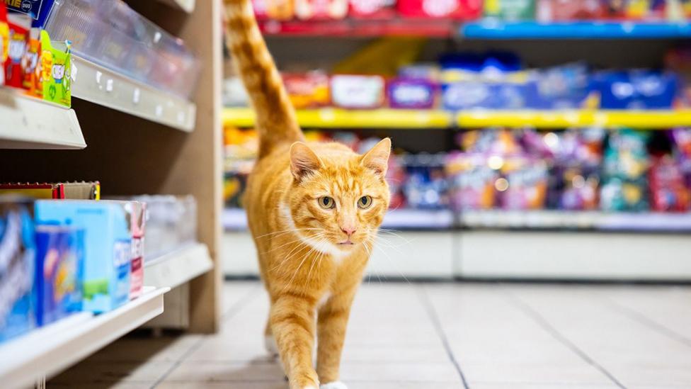 National Cat Awards: Meet some of the finalists! - BBC Newsround
