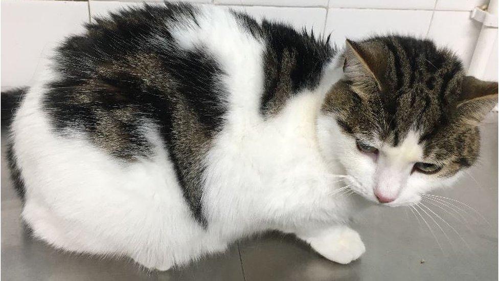 Owners wanted for 'stolen' cats seized from Stretford house - BBC News