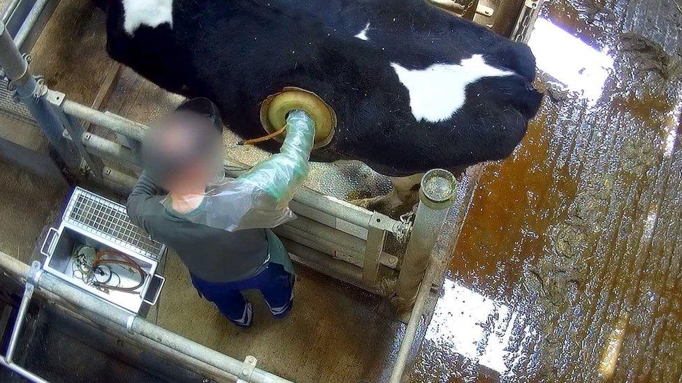 Why are portholes being used on cows? - BBC News