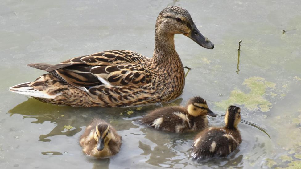 Duck decline prompts call for photos by Essex university - BBC News