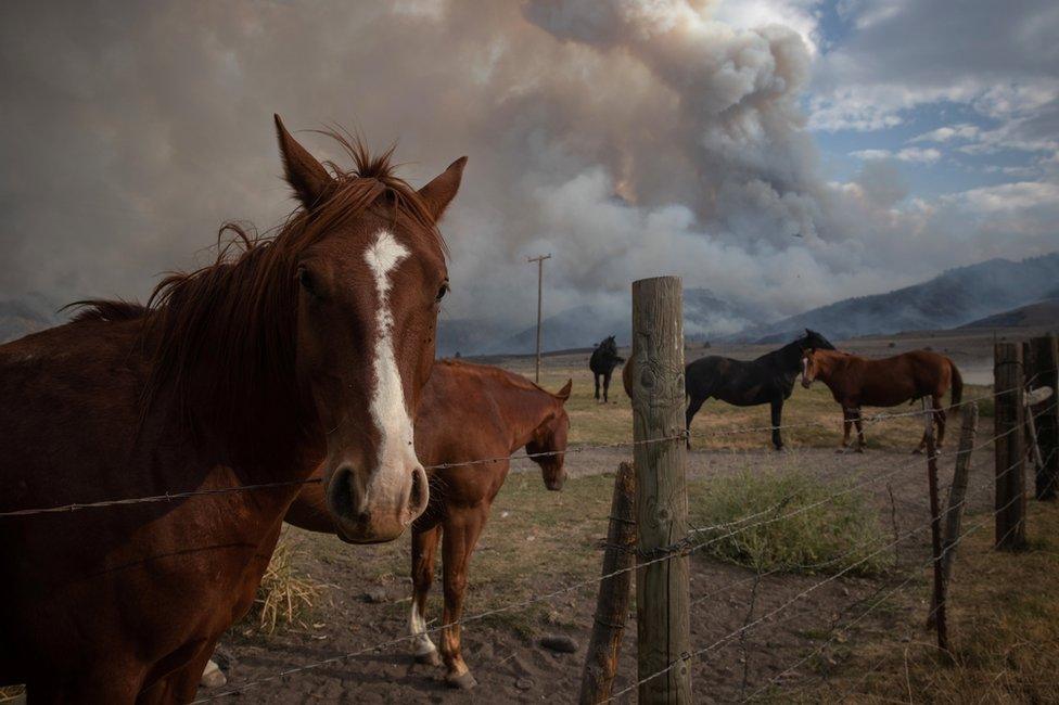 Week in pictures: 19 - 25 September 2020 - BBC News