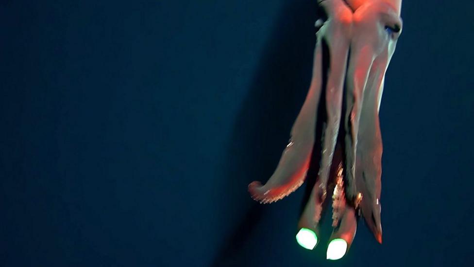 Colossal squid filmed by scientists for first time in ocean - BBC News