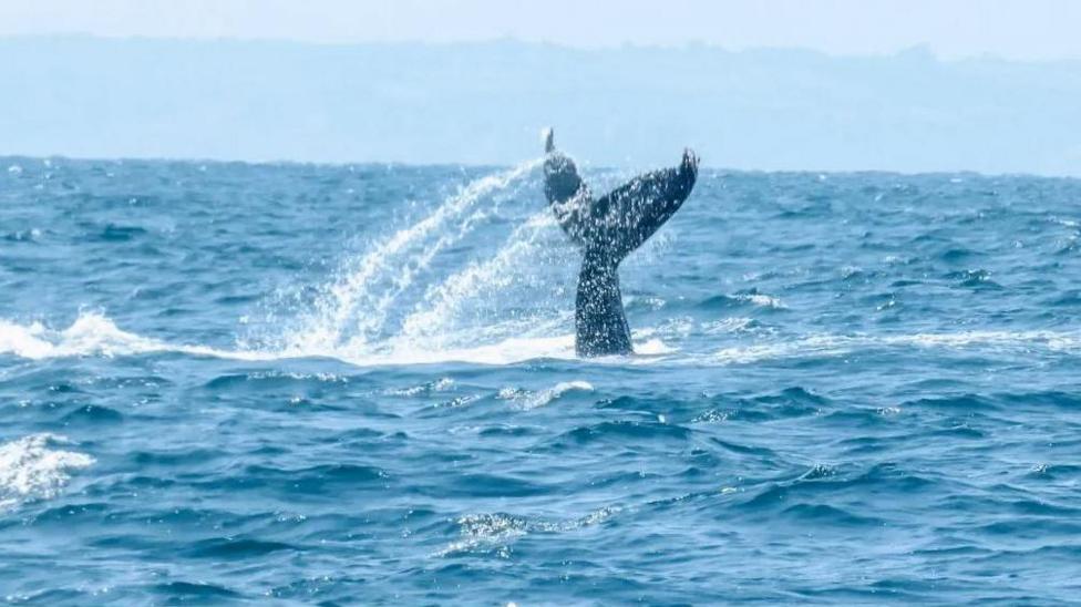 Cornwall rare humpback whale sighting amazes yacht pair - BBC News