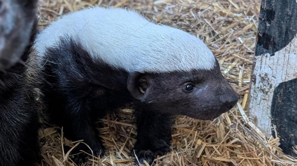 Baby honey badger can be seen at Devon zoo for first time - BBC News