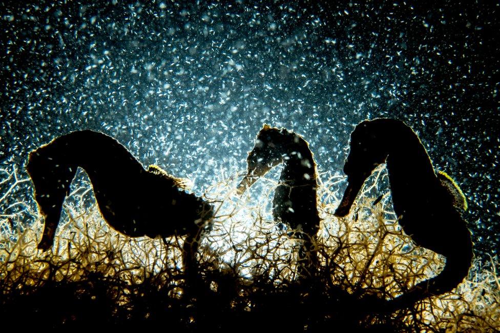 The winners of Underwater Photographer of the Year 2018 - BBC News