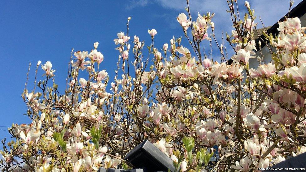 Your photos as spring begins - BBC Weather