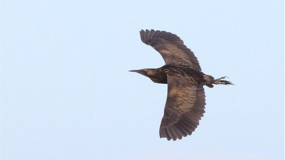 'Where's Robbie?': Fate of endangered Australian bittern unclear - BBC News