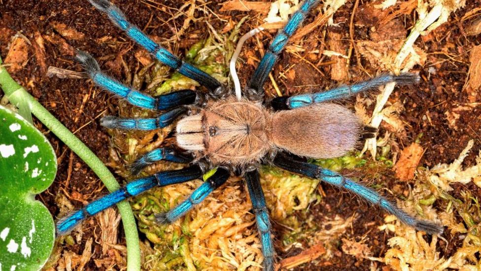 Fossil of a 'giant' Trapdoor spider found in Australia - BBC Newsround