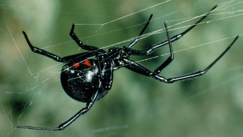 Virus stole poison genes from black widow spider - BBC News