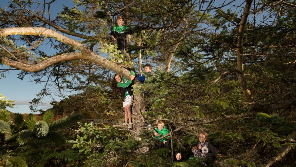 Nellie's Tree in Aberford named UK tree of the year - BBC News