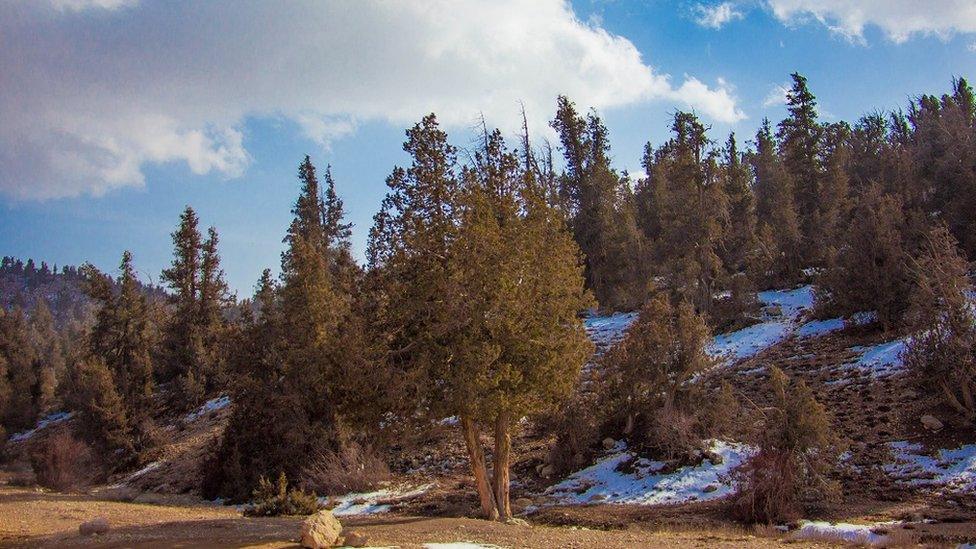 Pakistan's Ziarat: An ancient juniper forest and its living fossils ...