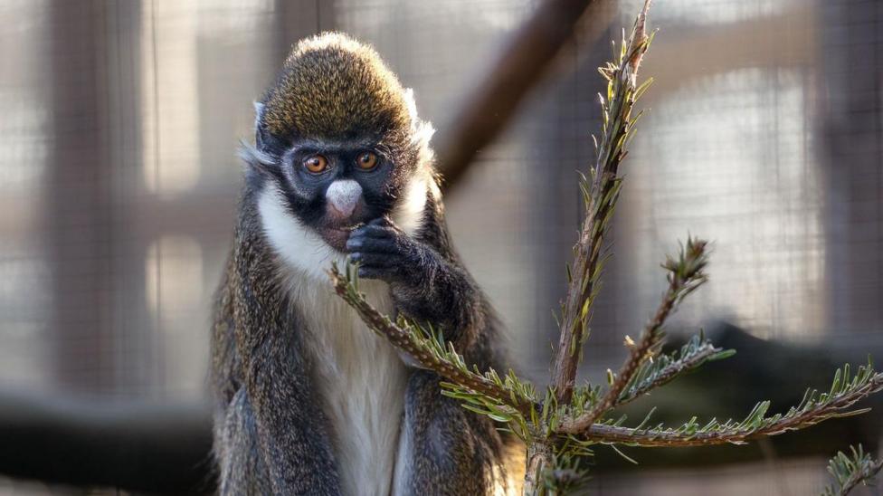 Old Christmas trees enrich lives of Hamerton Zoo's animals - BBC News