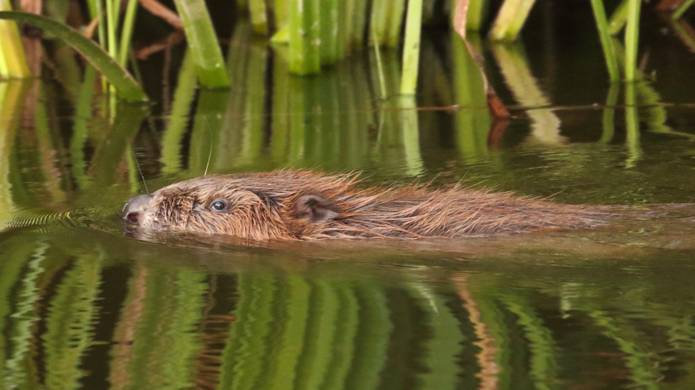 Beavers key to easing impact of flood and drought in Devon - BBC News