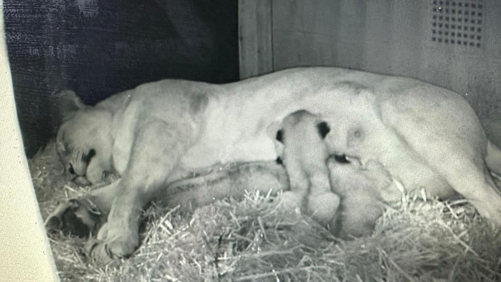Three rare lion cubs born at Whipsnade Zoo - BBC Newsround