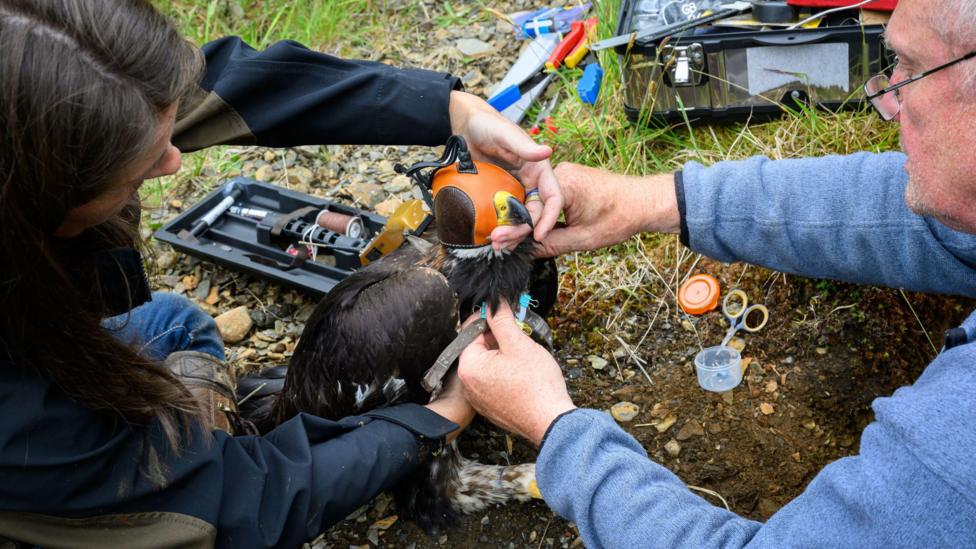 Sir David Attenborough names golden eagle chick - BBC Newsround