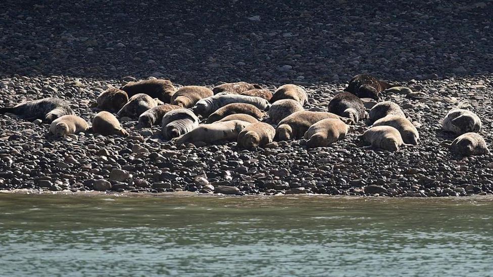 Seal spotted in River Conwy at Llanrwst and Betws-y-Coed - BBC News