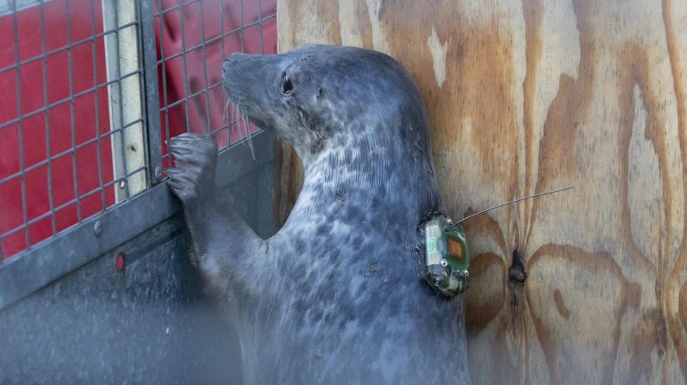 Rehabilitated seals from Cornish Seal Sanctuary tracked using GPS - BBC ...