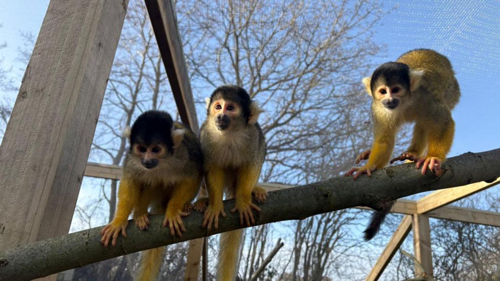 Hoo Zoo welcomes squirrel monkeys after 250 mile journey to new home ...