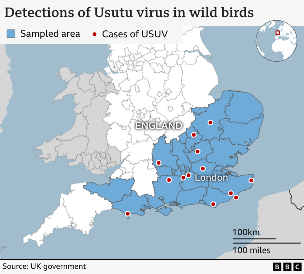 Mosquito-borne killer disease threatens blackbirds - BBC News
