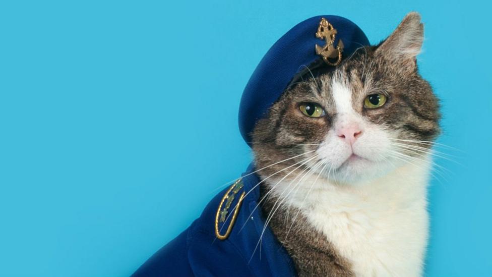 'King of Ruddington' Wilbur the cat set for birthday celebrations - BBC ...