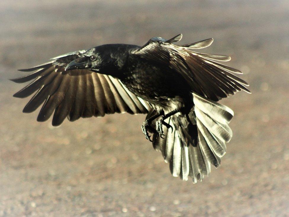 Your pictures of Scotland: 26 January and 2 February - BBC News