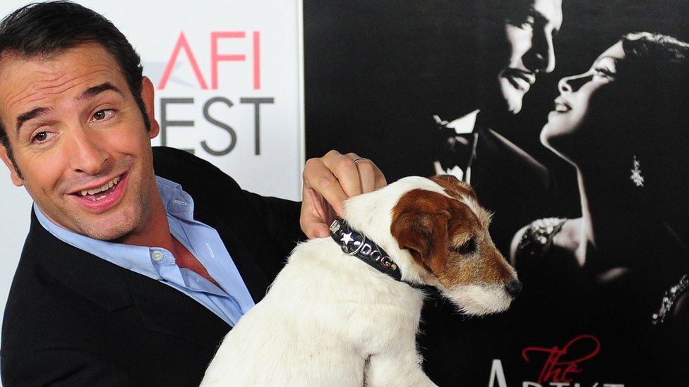Uggie and the best animals ever seen on screen - BBC Newsround