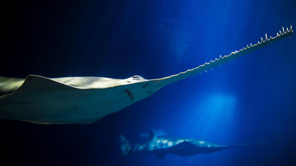 Sawfish inspire drive to preserve marine life at The Deep in Hull - BBC ...