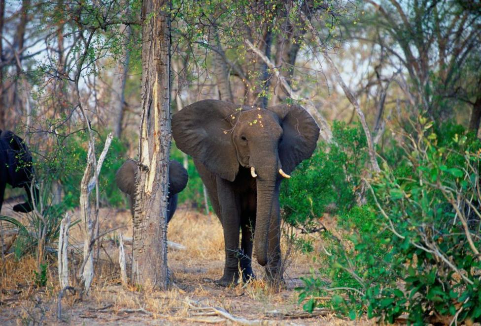 Animal migration online map launched for first time - BBC Newsround