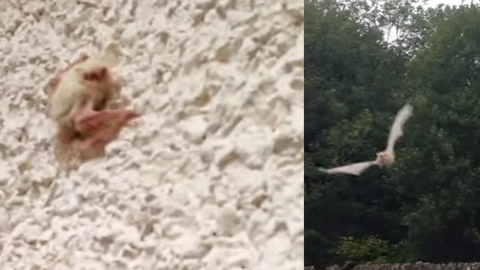 Rare albino bat spotted in Angus - BBC News