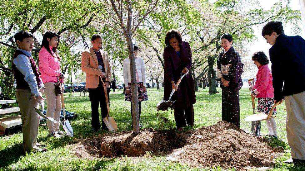 In Pictures: 100 years of Washington cherry blossom - BBC News