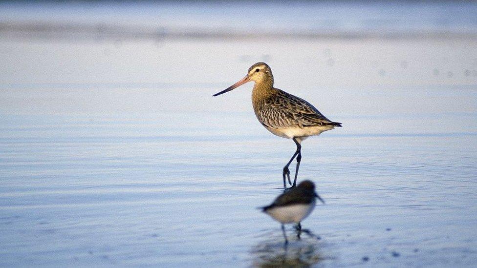 Birds: Bar-tailed Godwit breaks record for longest non-stop flight ...