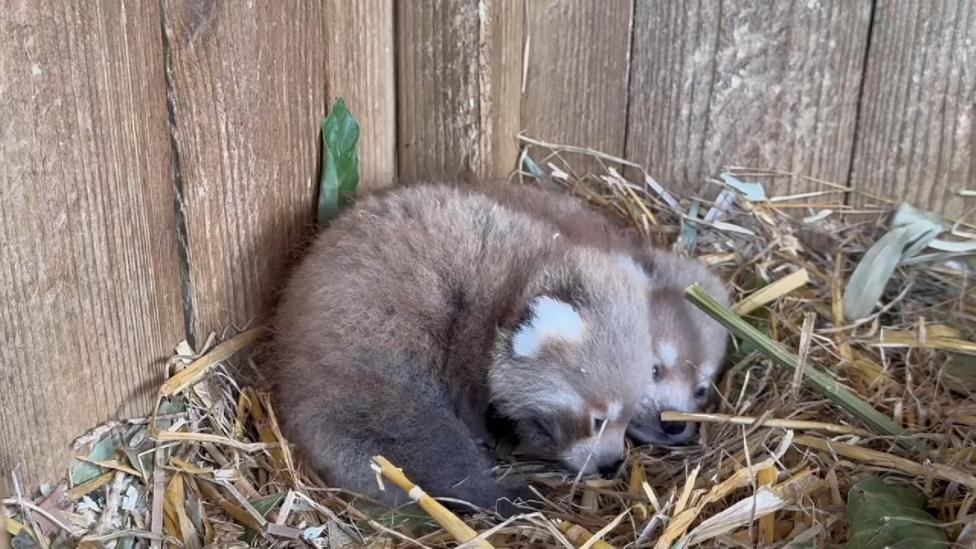 Endangered red panda arrives at Hertfordshire Zoo - BBC News