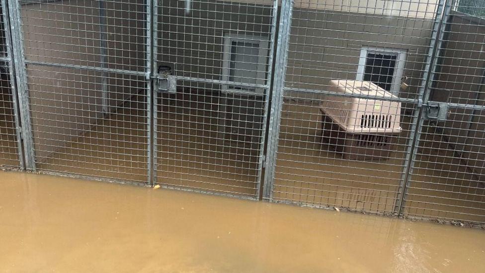 Flood causes 'chaos' for Wetheral animal charity - BBC News