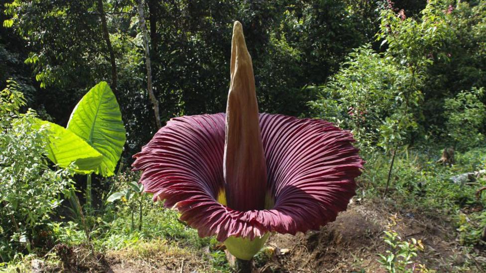 Corpse flower: Thousands wait to watch rare flower bloom online - BBC ...