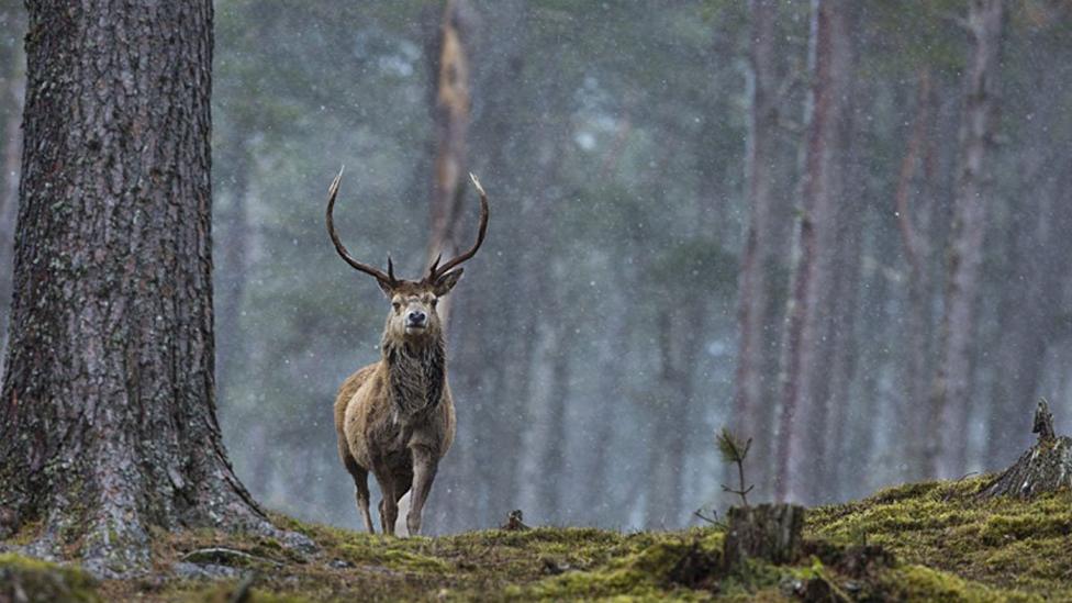 Winners of Scottish Nature Photography Awards revealed - BBC News