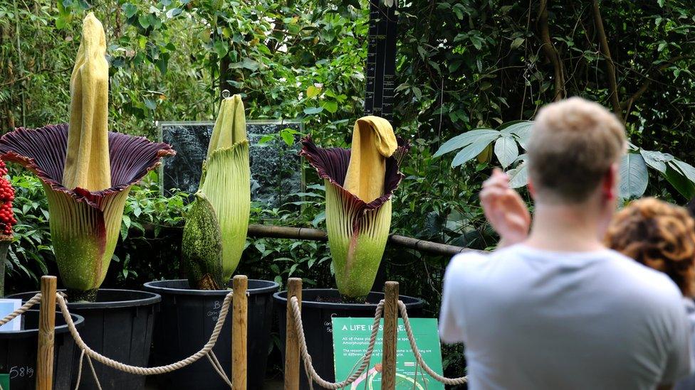Rare titan flowers bloom at Cornwall's Eden project - BBC News