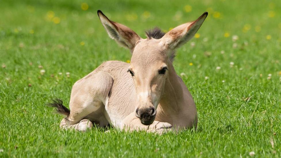 Marwell zoo helps brings rare antelope back from brink of extinction ...